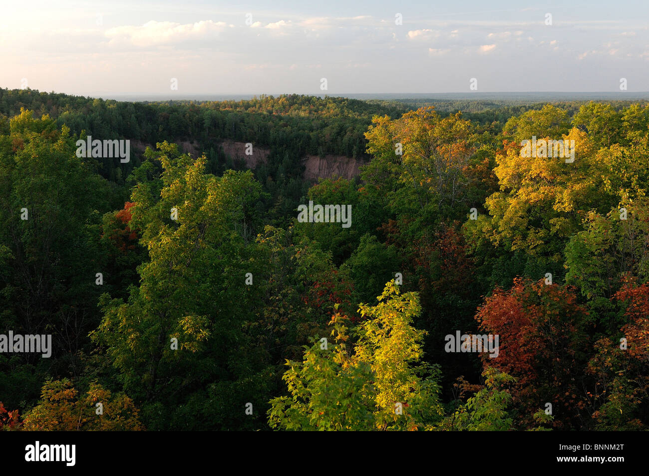 trees Forest Fall colours colors Copper Falls State Park Wisconsin USA ...