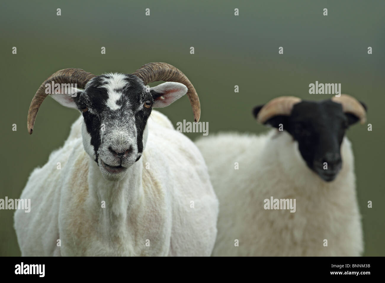 Ovis domestic hi-res stock photography and images - Alamy