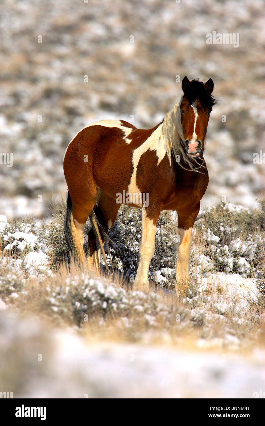 Feral Horse, Equus ferus, At McCullough Peaks Wildlife Stock Photo - Alamy
