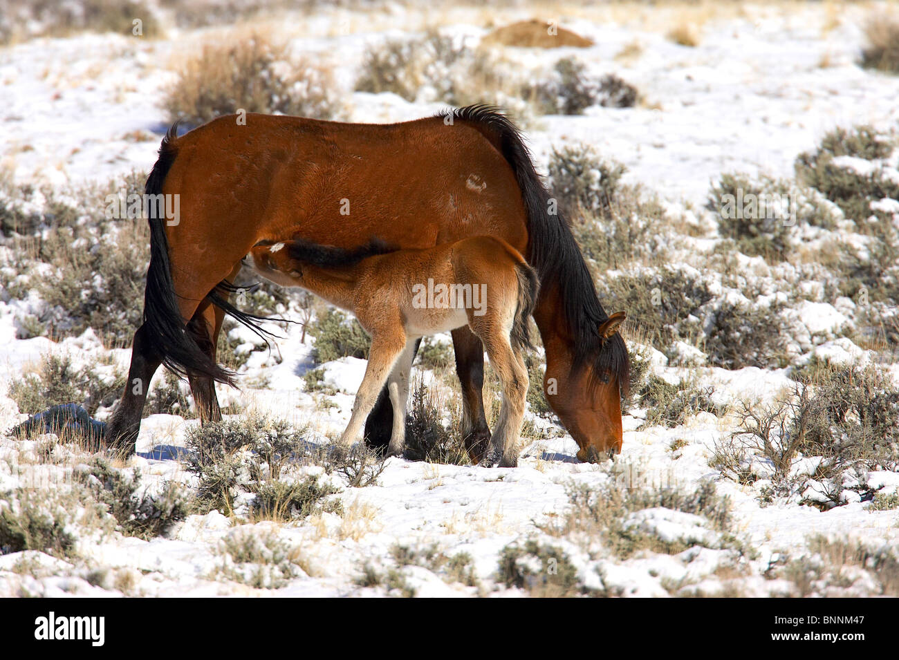 Feral Horse, Equus ferus, At McCullough Peaks Wildlife Stock Photo - Alamy