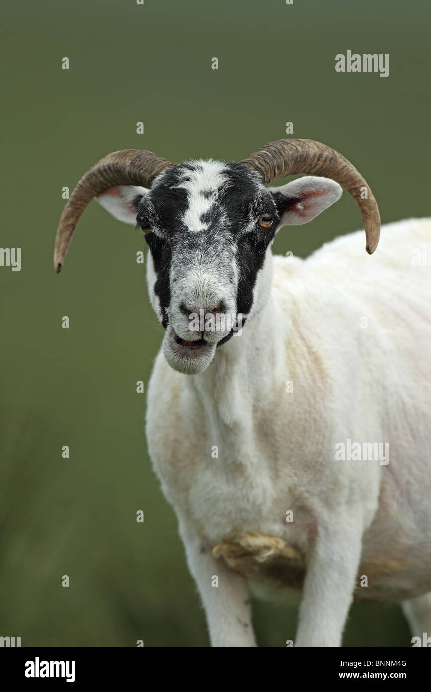 Domestic sheep (Ovis aries Stock Photo - Alamy