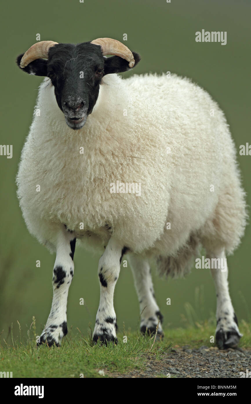 Domestic sheep (Ovis aries Stock Photo - Alamy