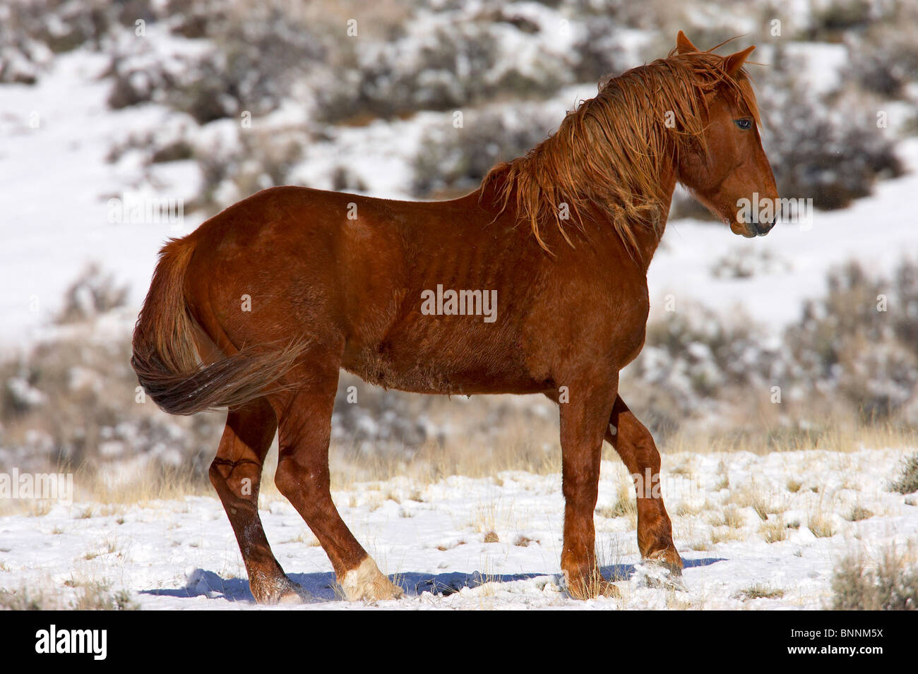 Feral Horse, Equus ferus, Wild horse at McCullough Stock Photo - Alamy