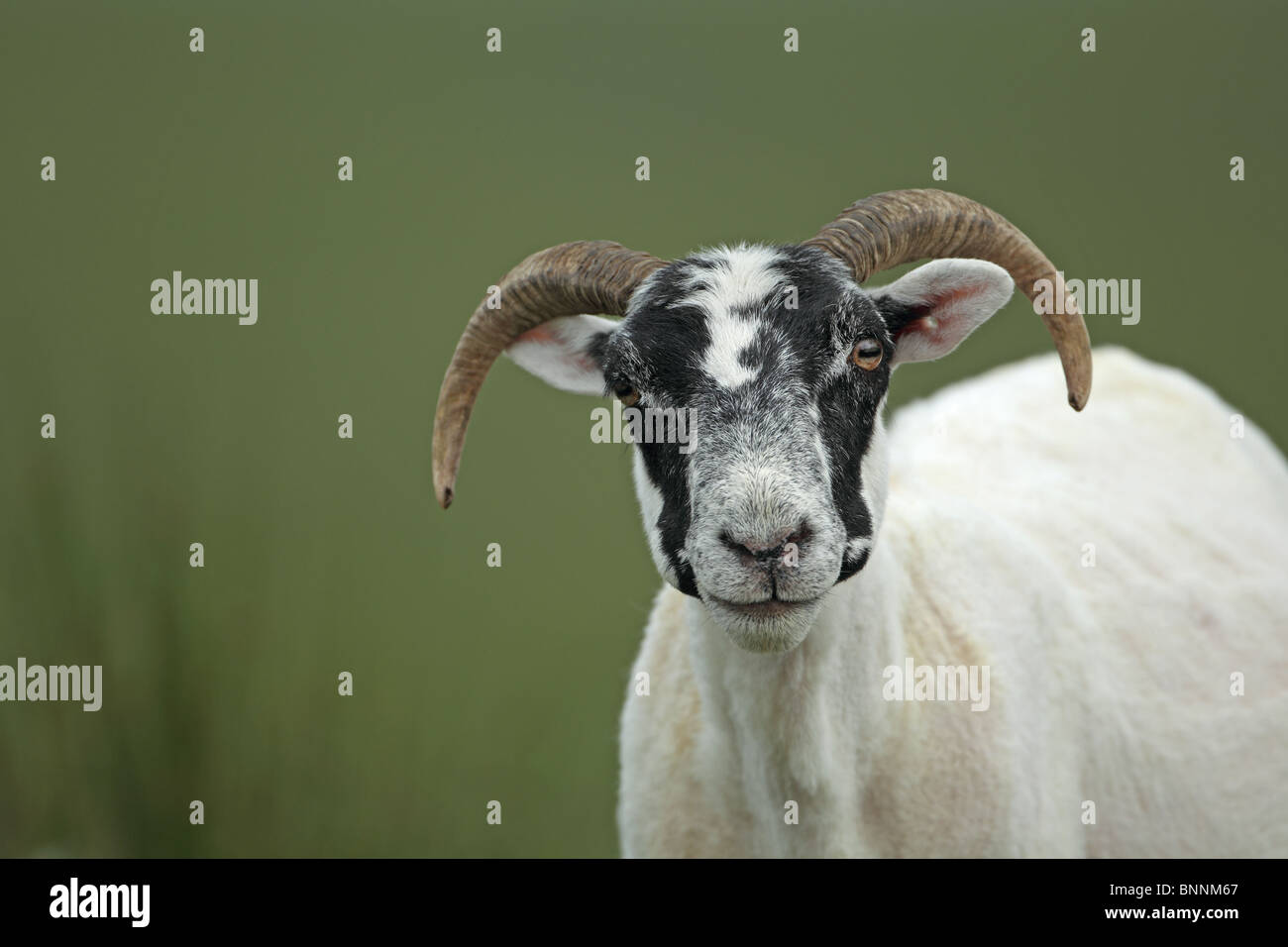 Domestic sheep (Ovis aries Stock Photo - Alamy