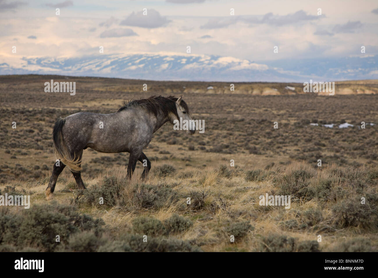 Feral Horse, Equus ferus, At McCullough Peaks Wildlife Stock Photo - Alamy