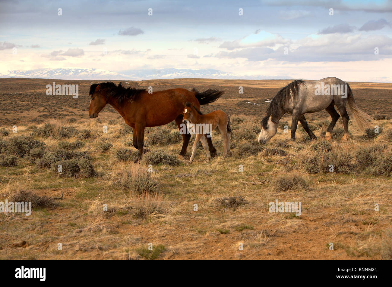 Feral Horse, Equus ferus, Foal/juvenile with adults Stock Photo - Alamy