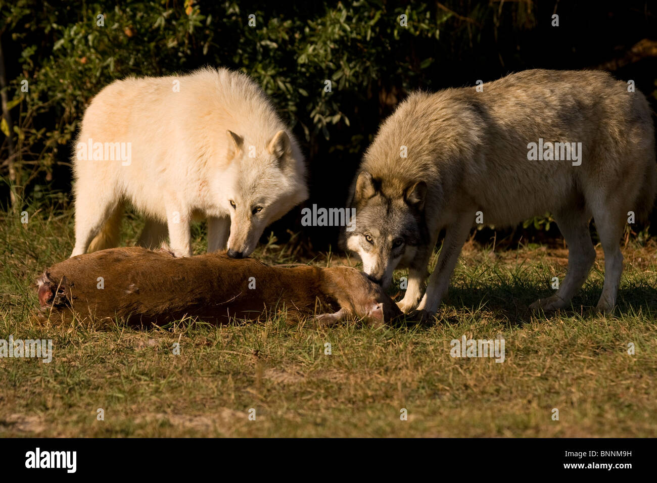 Grey Wolf, Canis lupus, Captive, Seacrest Wolf Preserve Stock Photo - Alamy