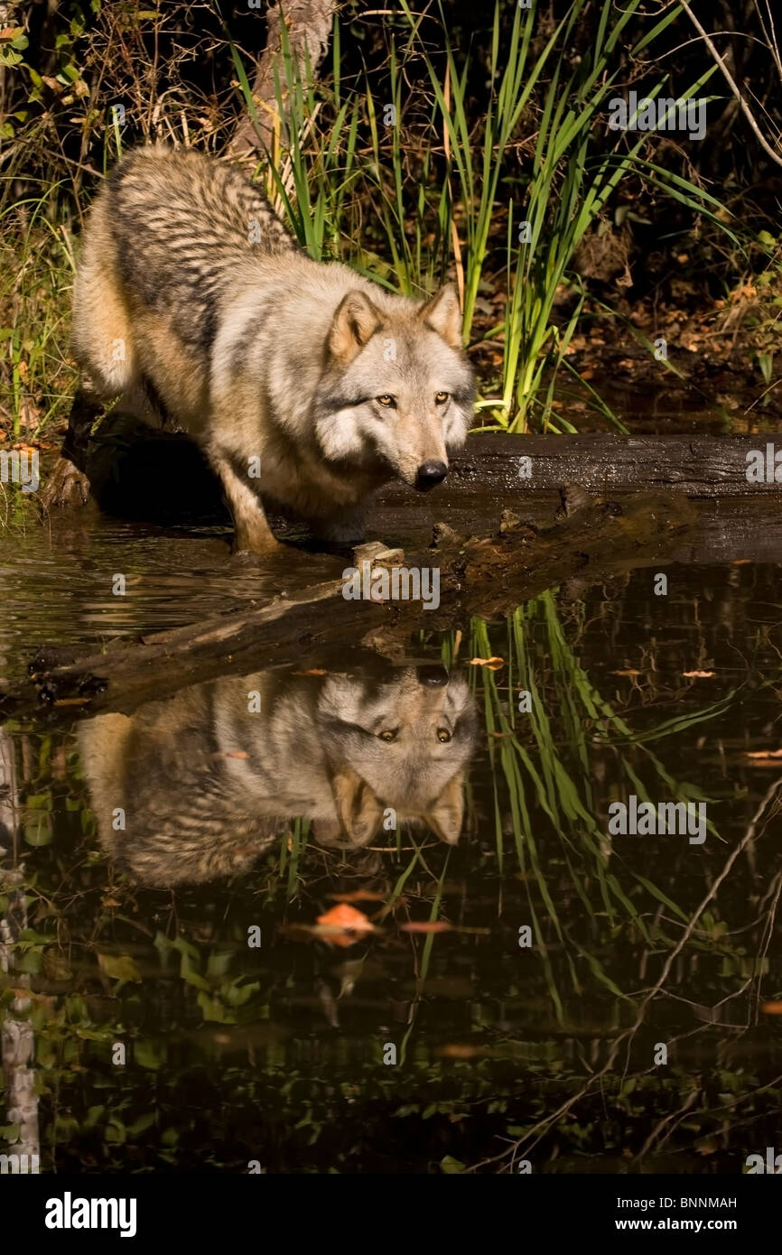 Grey Wolf, Canis lupus, Captive, Seacrest Wolf Preserve Stock Photo - Alamy