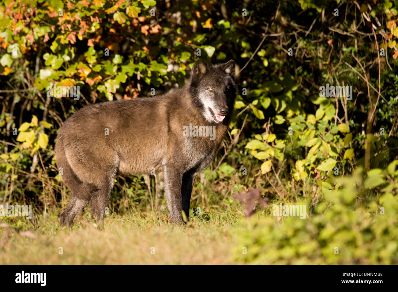 Grey Wolf, Canis lupus, Captive, Seacrest Wolf Preserve Stock Photo - Alamy