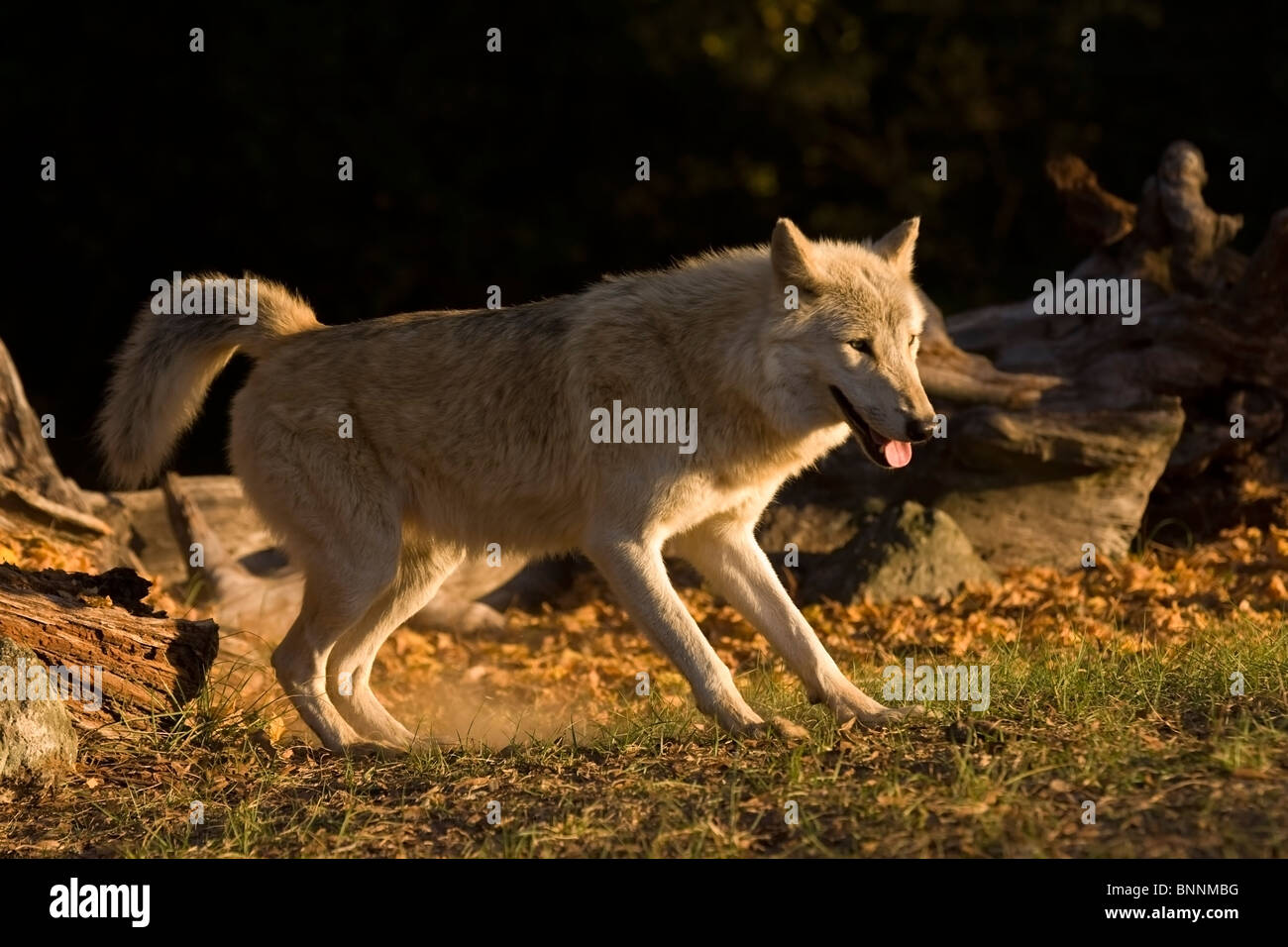 Grey Wolf, Canis lupus, Captive, Seacrest Wolf Preserve Stock Photo - Alamy