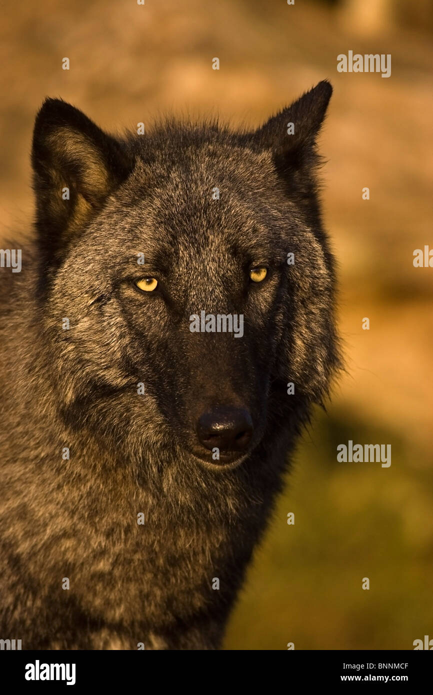 Grey Wolf Canis lupus At Seacrest Wolf Preserve Stock Photo - Alamy