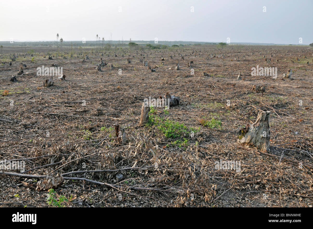 African wood firewood south africa hi-res stock photography and images ...