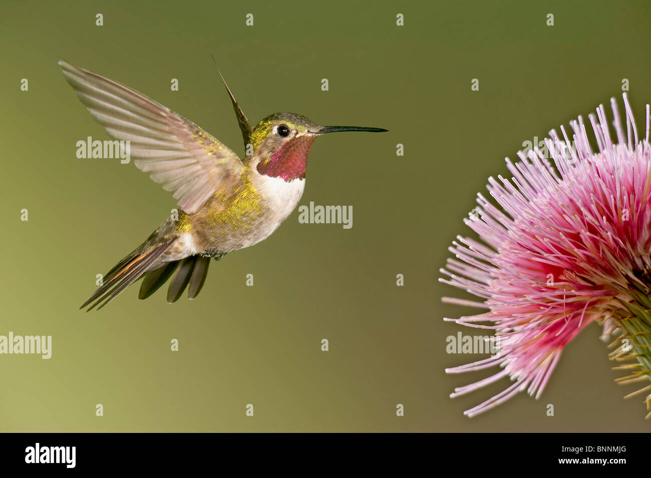 Hummingbird selasphorus sp hi-res stock photography and images - Alamy