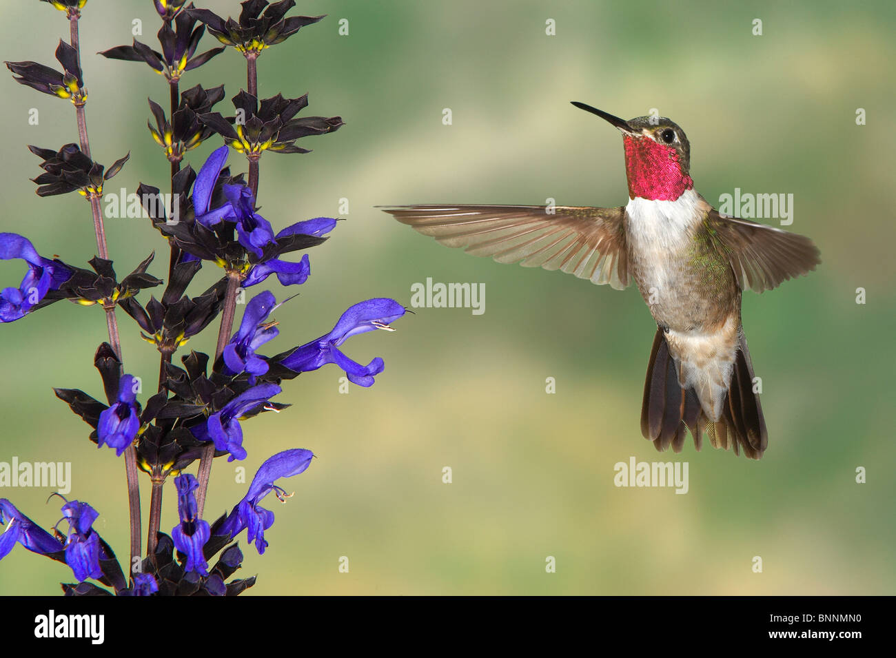 Broad-tailed Hummingbird, Selasphorus platycercus, Male flying at ...