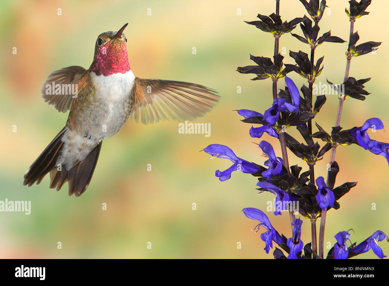 Broad-tailed Hummingbird, Selasphorus platycercus, Male flying at ...