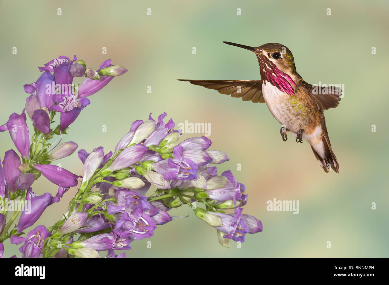 Calliope Hummingbird, Stellula calliope, Male, Gila National Forest ...