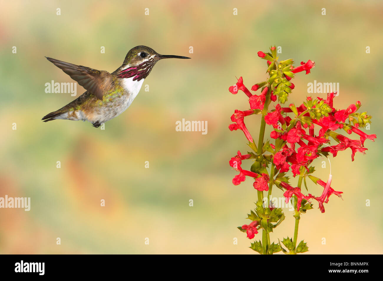 Flying stachys hi-res stock photography and images - Alamy