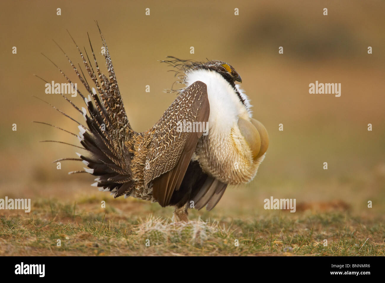 Greater Sage-Grouse Centrocercus urophasianus Male displaying, wild ...