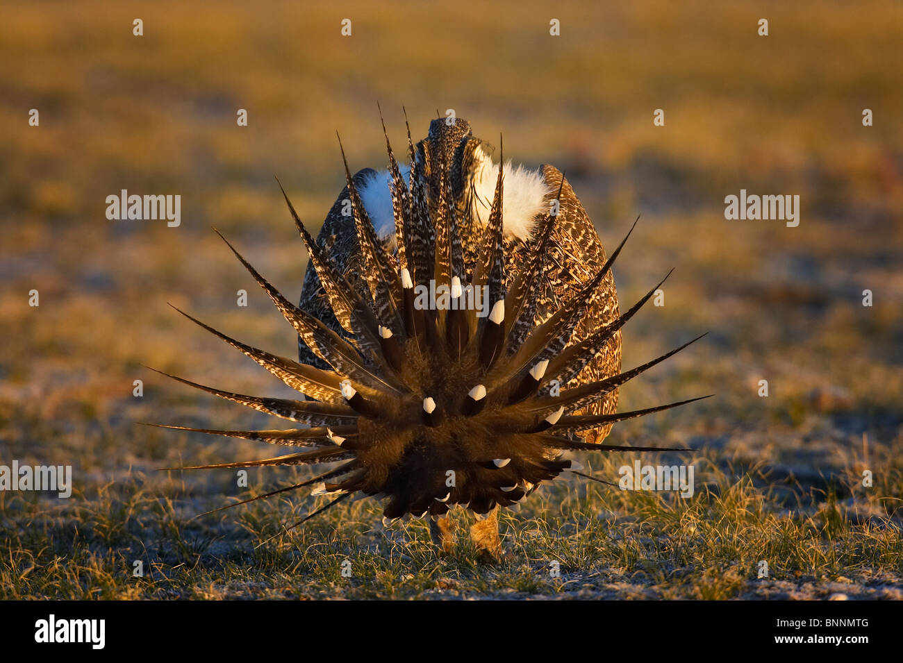 Greater Sage-Grouse Centrocercus urophasianus Male displaying, wild ...