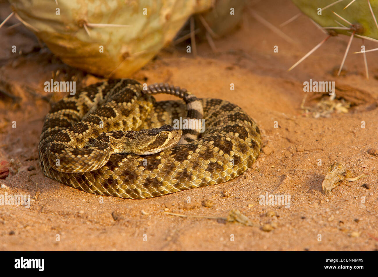 Mojave Rattlesnake Stock Photos & Mojave Rattlesnake Stock Images - Alamy