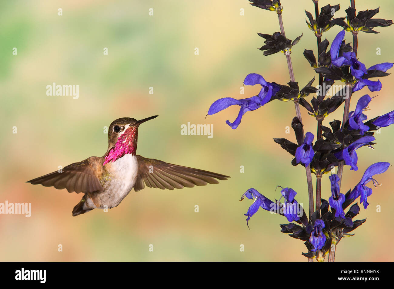 Calliope Hummingbird, Stellula calliope Male flying Sunset New Stock ...