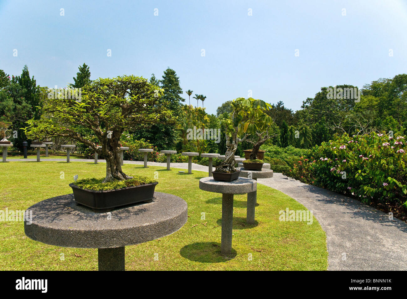 Exhibit exhibit pieces outdoor flowerpots flowering plants bonsai ...