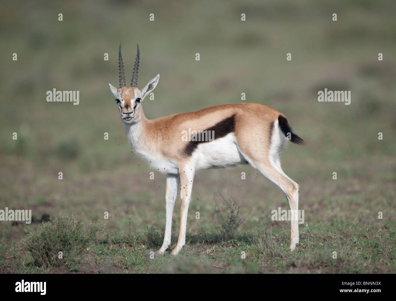 Gazella rufifrons hi-res stock photography and images - Alamy