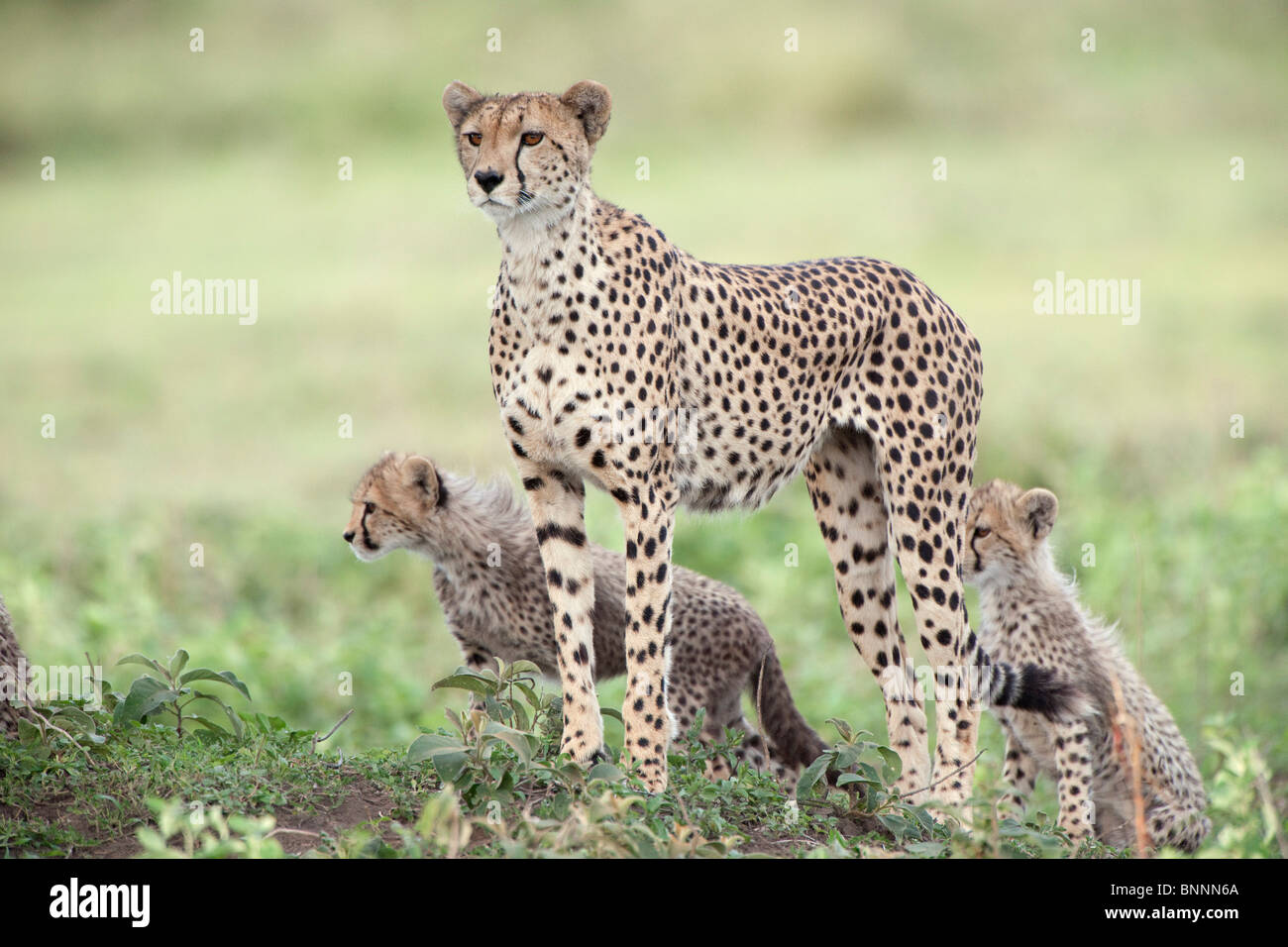 Female cheetah with her two cubs, standing looking Stock Photo - Alamy