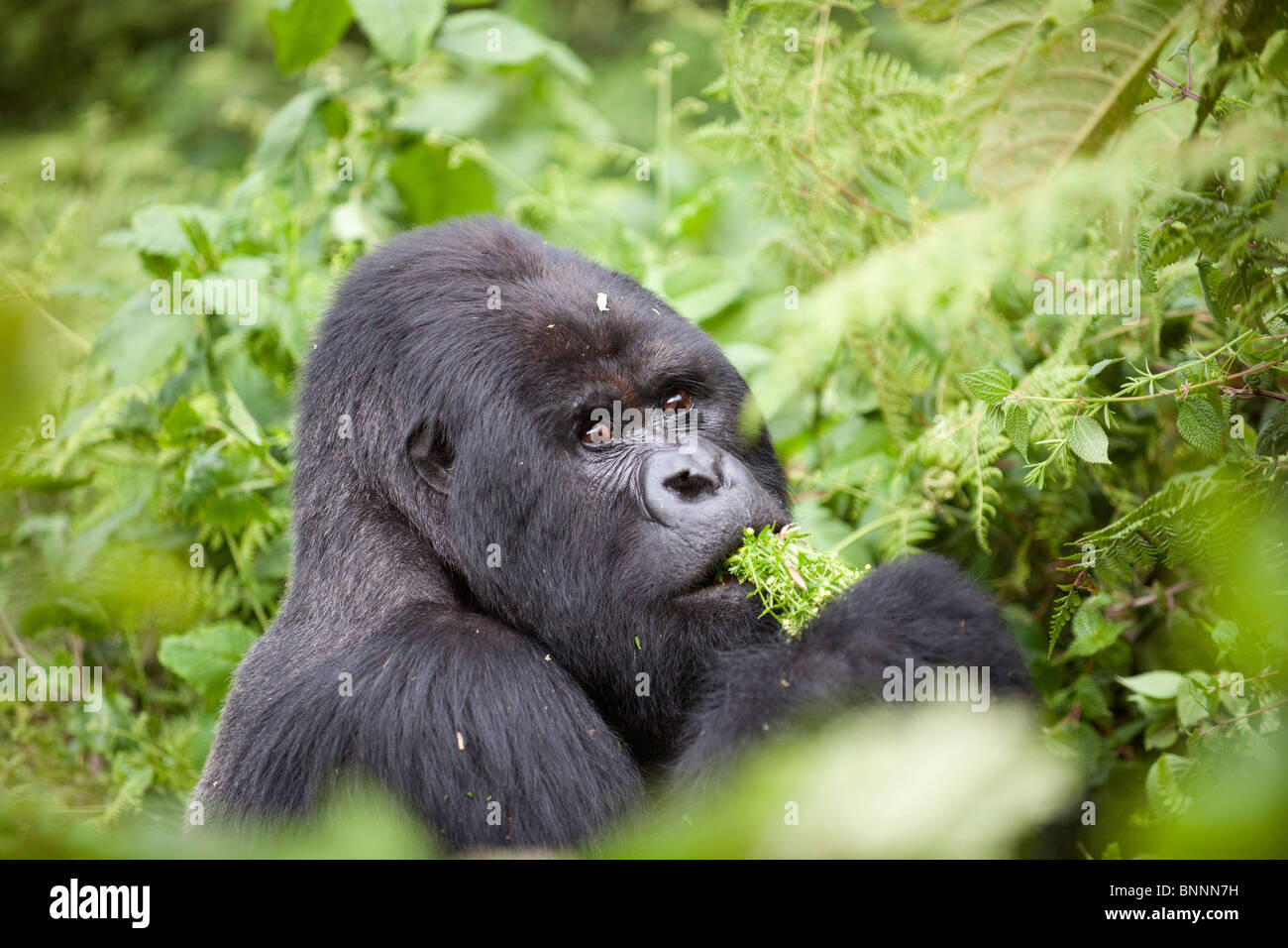 Silverback gorilla sitting in undergrowth eating vegetation, Gorilla ...