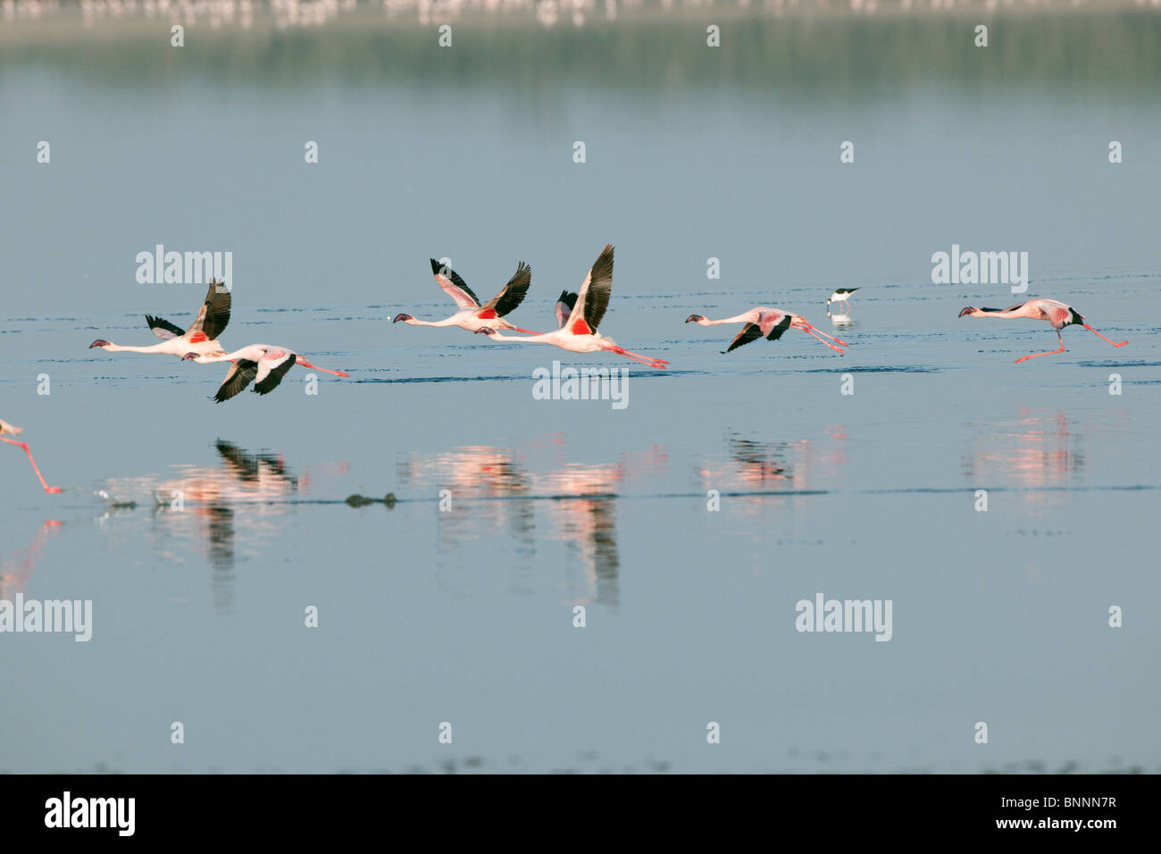 Flock of lesser flamingos flying low over Lake Stock Photo - Alamy