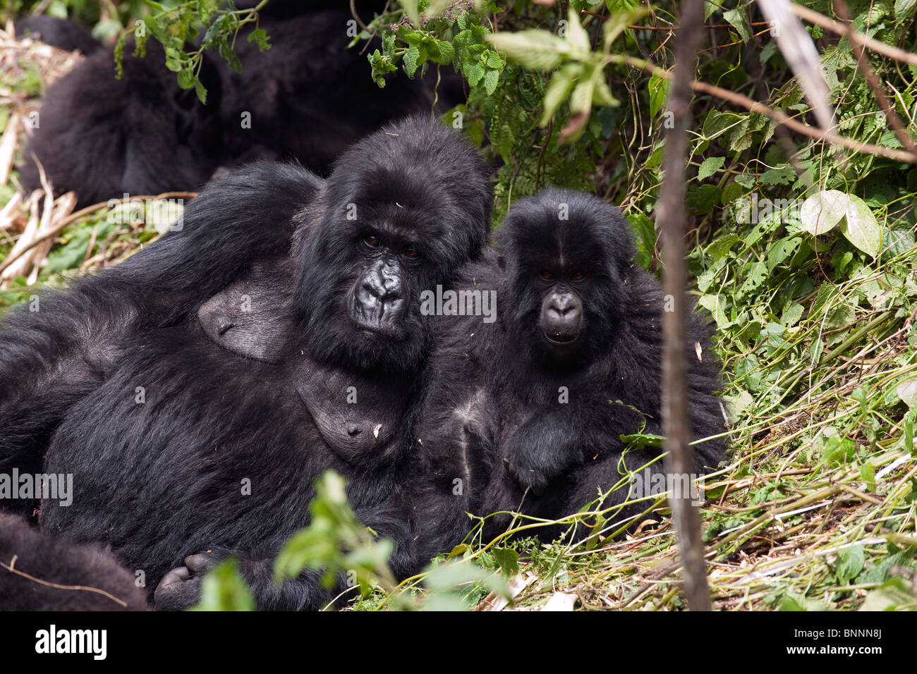 Female gorilla hi-res stock photography and images - Alamy