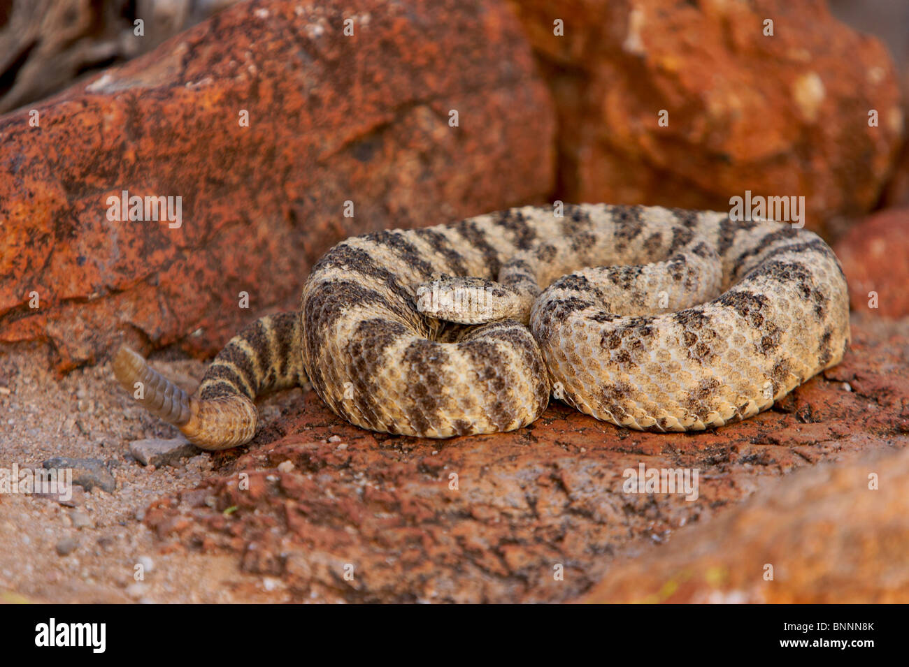 Tiger Rattlesnake Crotlus tigris Amado Arizona United States Stock ...