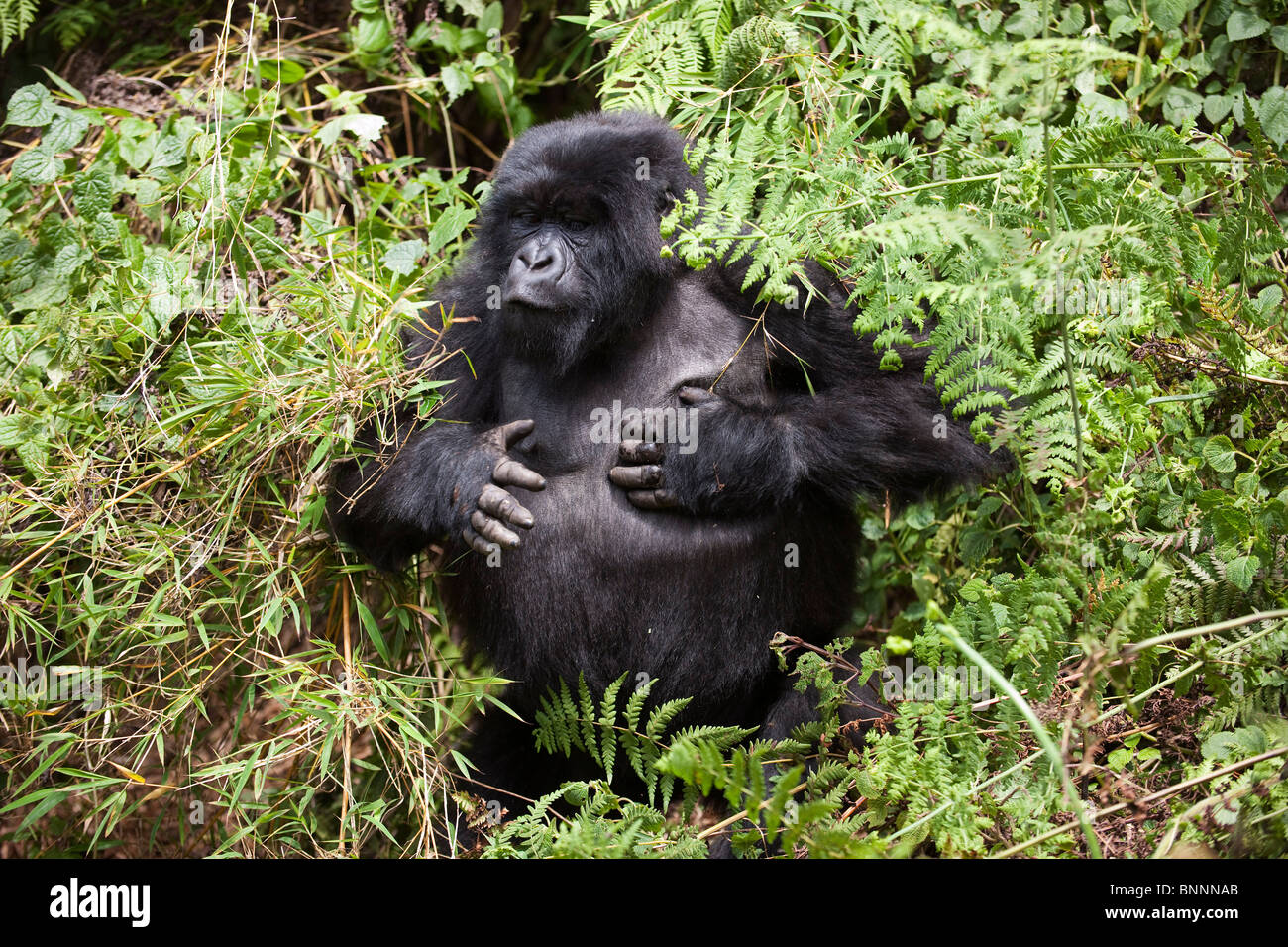 Gorilla chest hi-res stock photography and images - Alamy