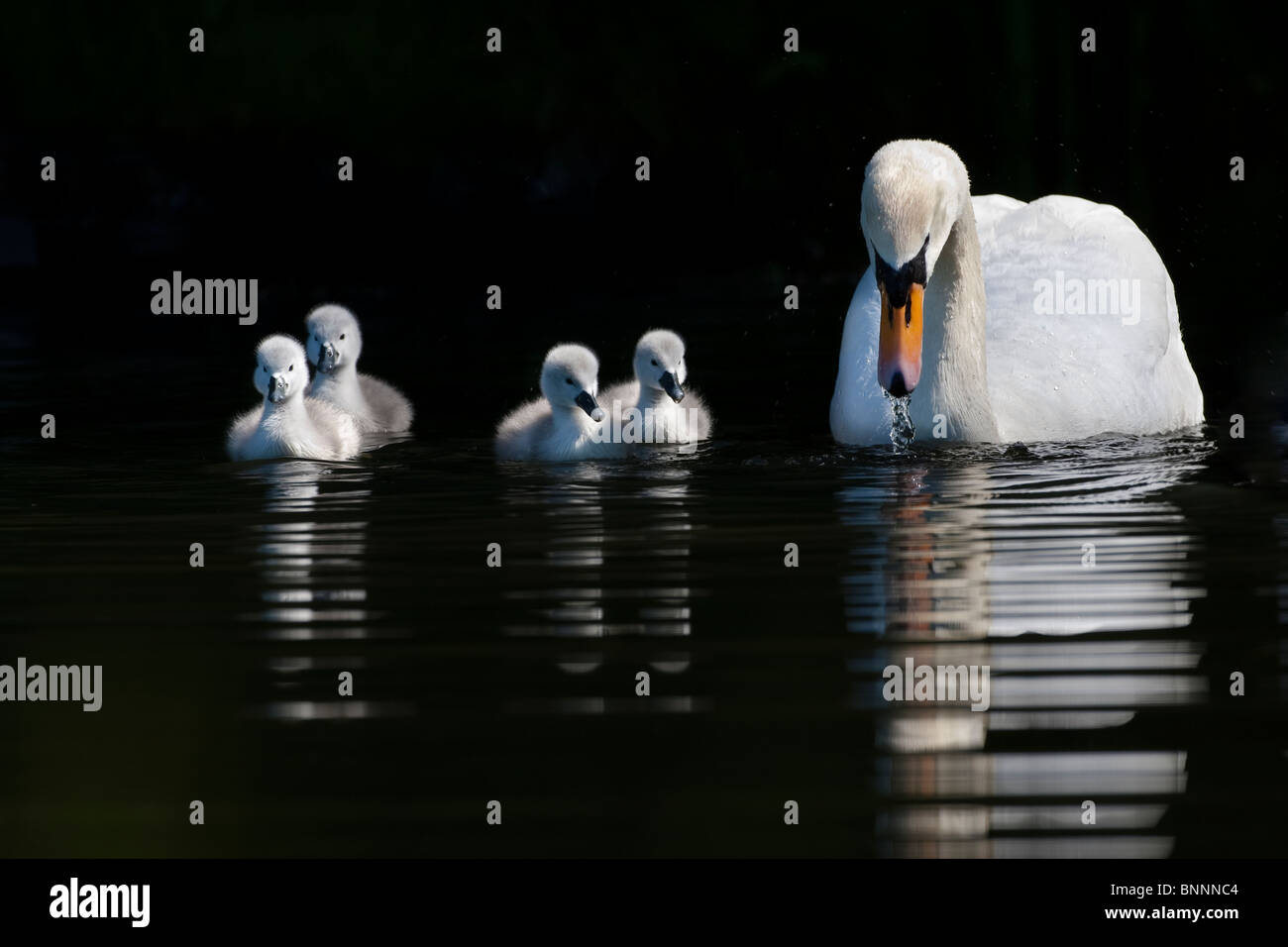 Cygnet birds wildlife hi-res stock photography and images - Alamy