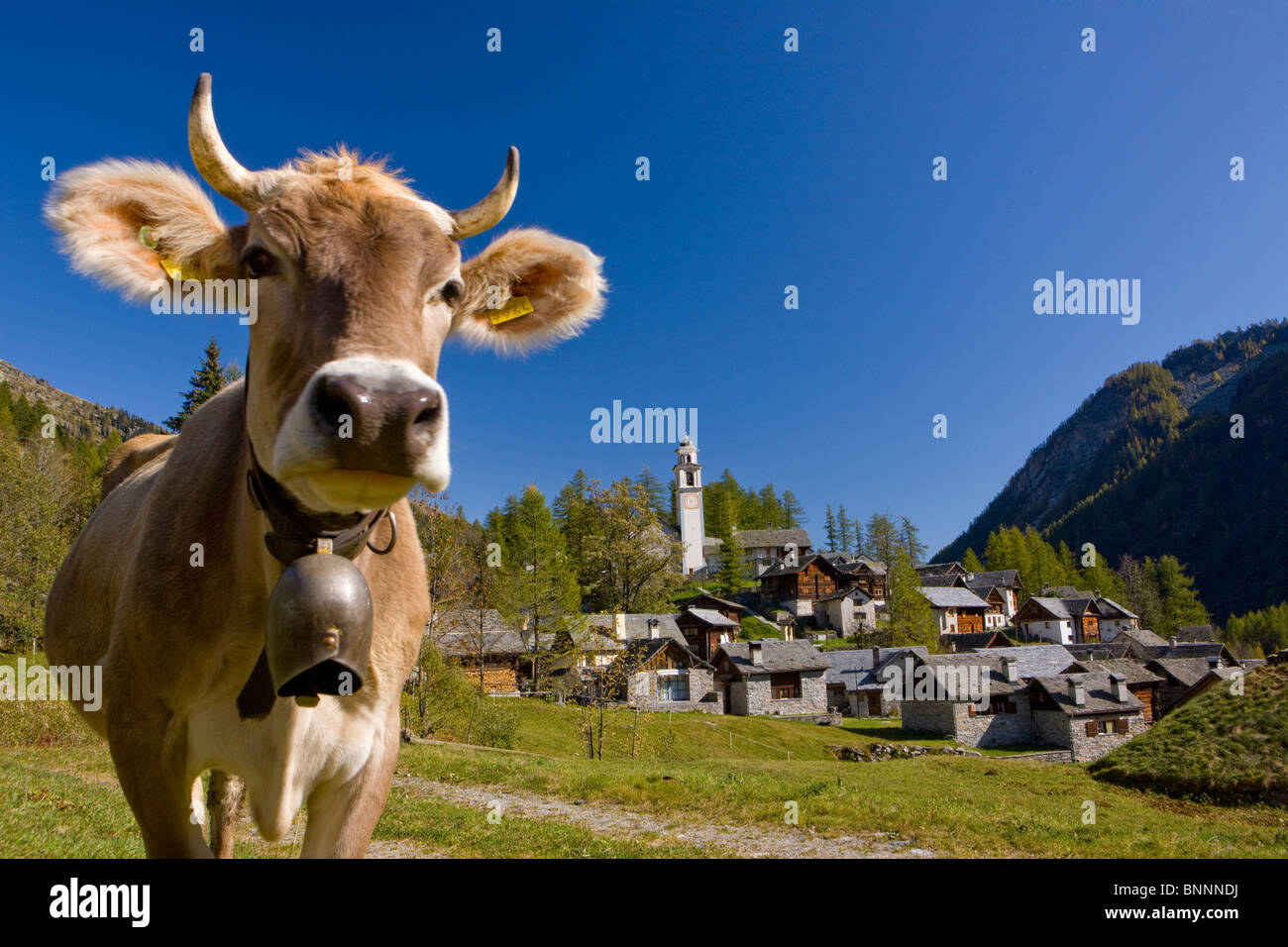 Switzerland swiss Bosco Gurin Val di Bosco village cow portrait cow ...