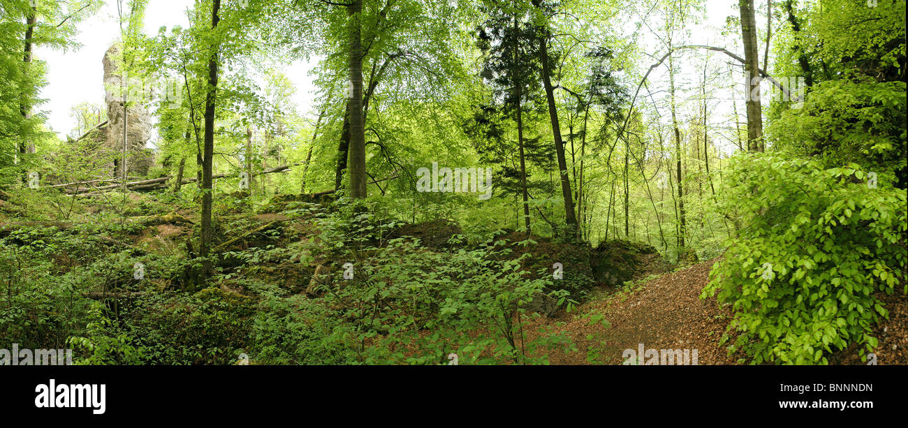 Wood Forest ground bottom panorama trees nature green sheets leaves ...