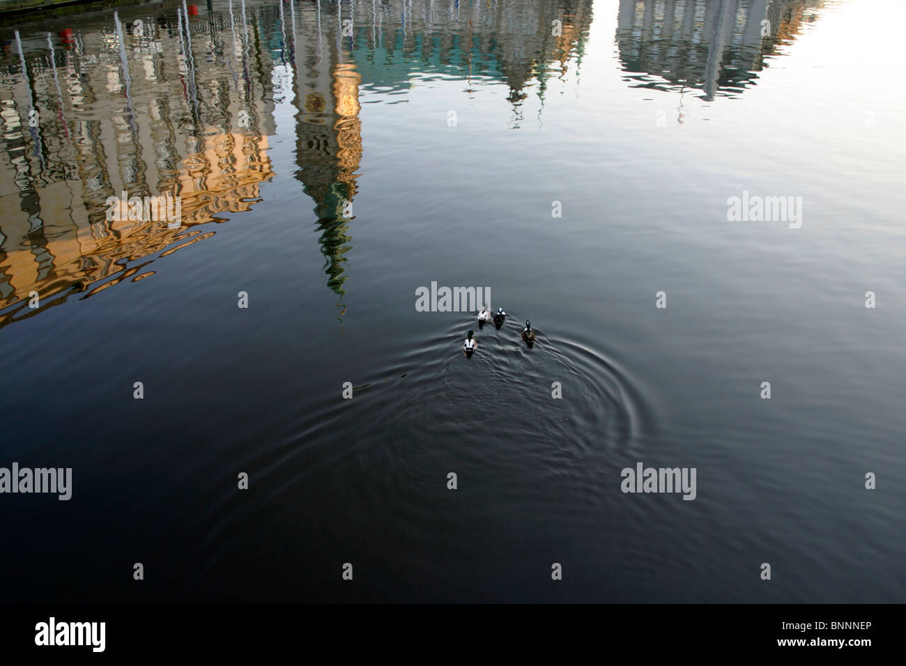 Europe Germany Hamburg Hanseatic city Town Hall Little Alster ducks ...