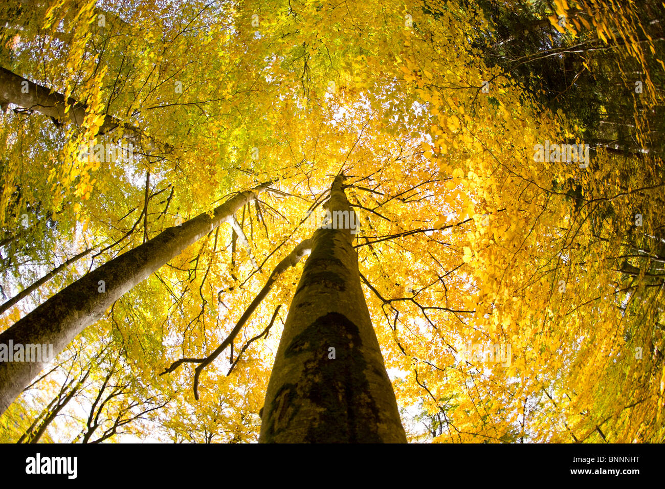 Wood Forest scenery yellow wood forest tree trees Switzerland colour ...