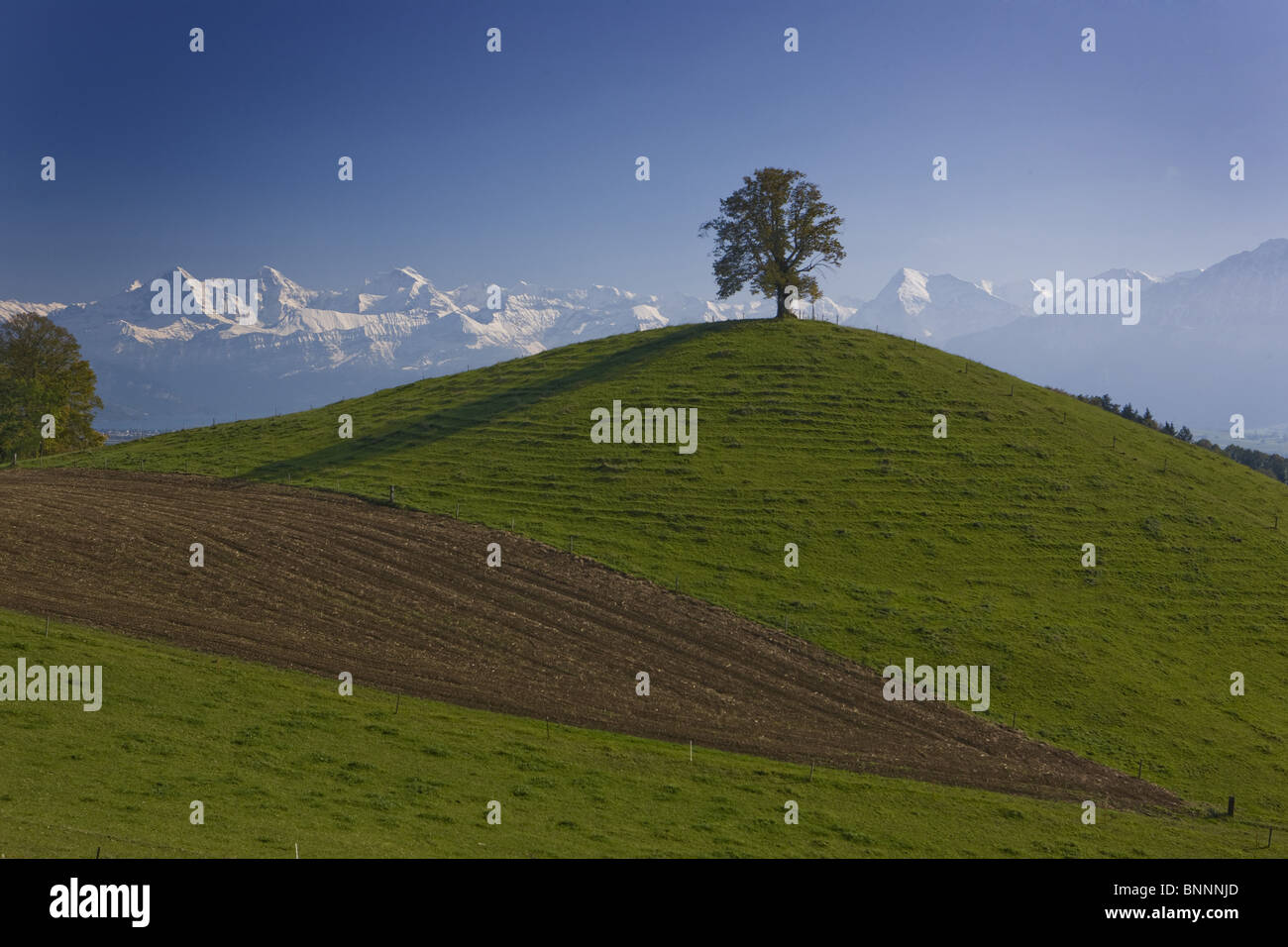 Switzerland swiss scenery hill tree Burgistein Bernese Alps mountains ...