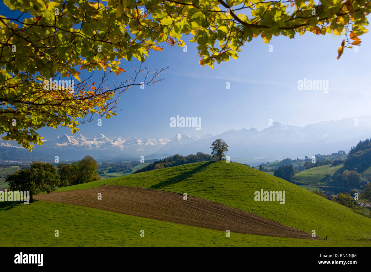 Switzerland swiss scenery tree Burgistein Bernese Alps mountains canton ...
