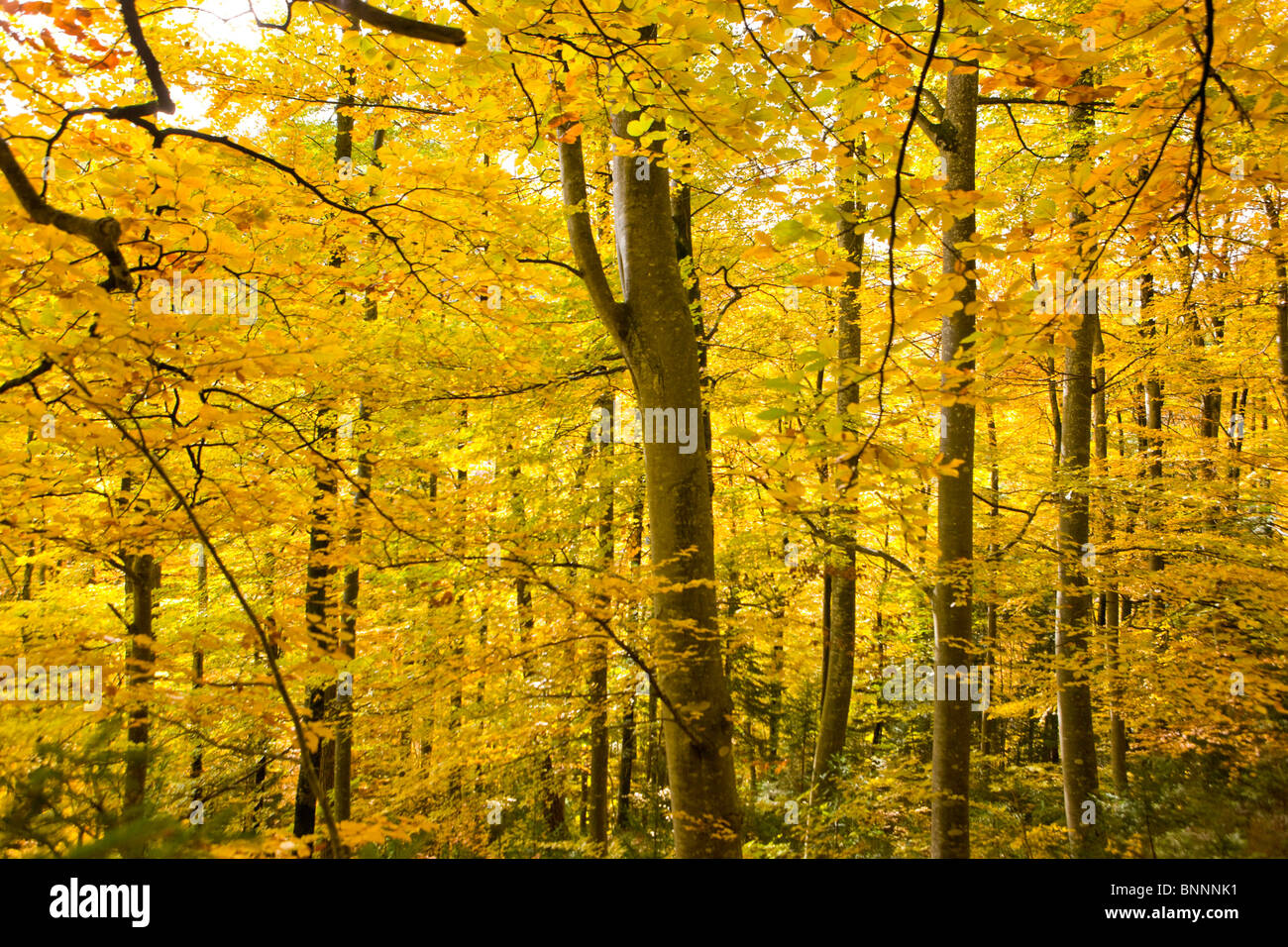 Wood Forest scenery yellow trees Switzerland colour leaves autumnally ...