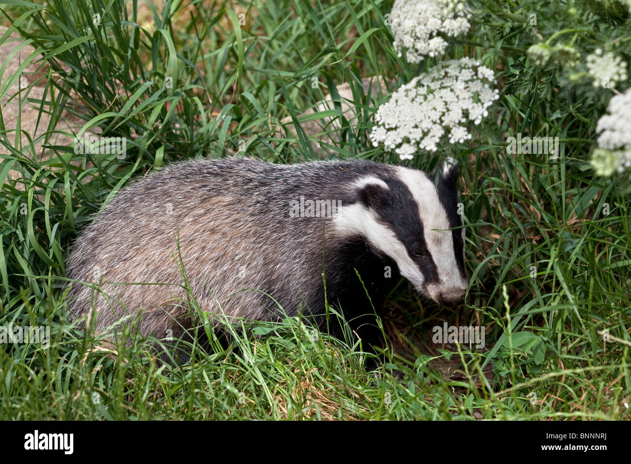 European Badger Meles meles, UK. (c Stock Photo - Alamy