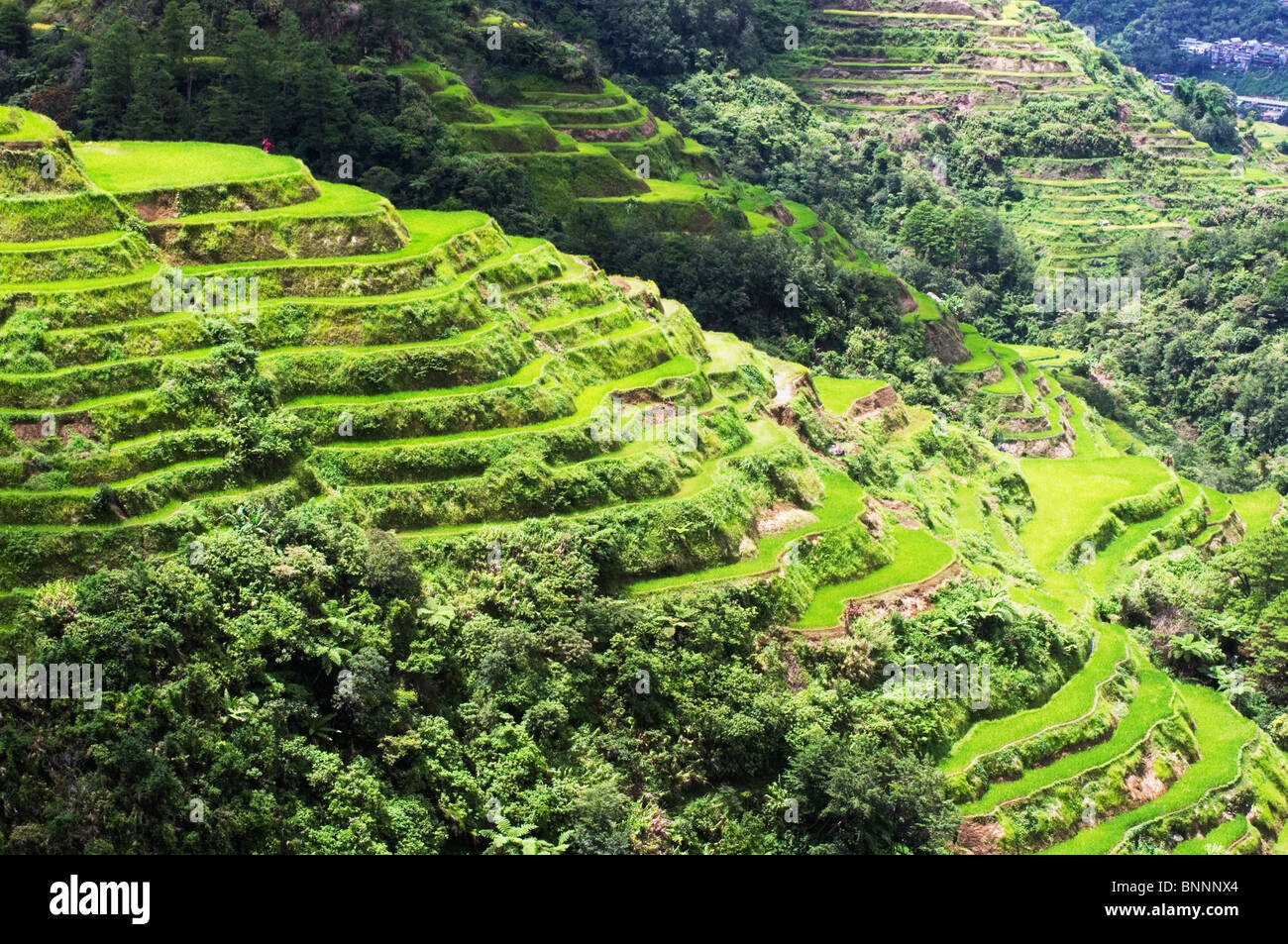 banaue rice terraces in Philippines, Asia Stock Photo - Alamy