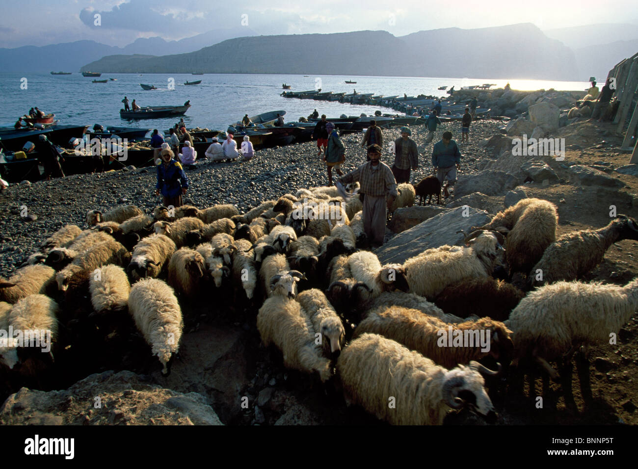 Sheep Herd Shipment Khasab Musandam Oman Stock Photo - Alamy