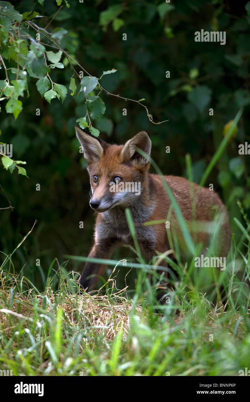 Red Fox Cub Vulpes vulpes (captive Stock Photo - Alamy