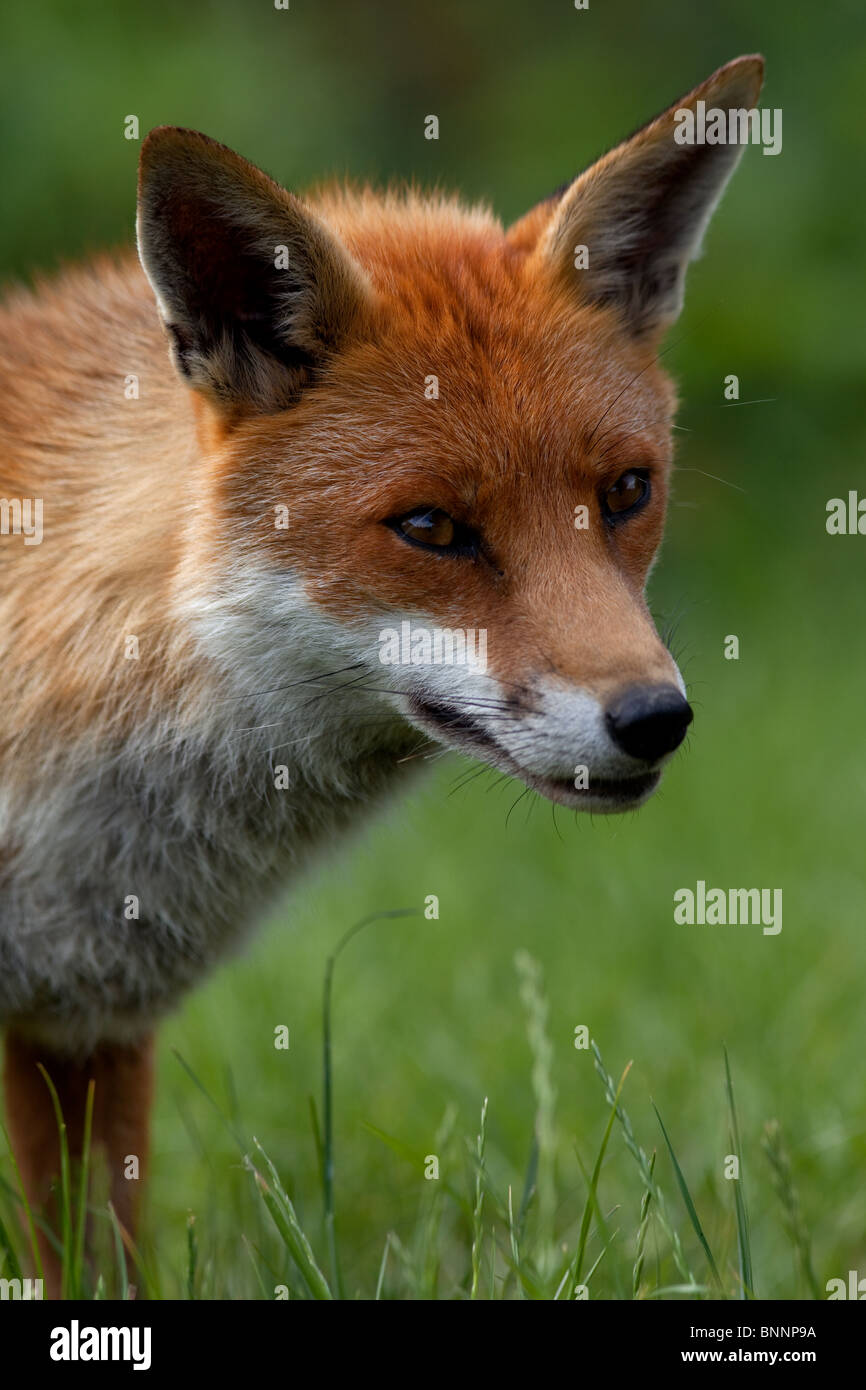 Red Fox, in a meadow Vulpes vulpes, UK (captive Stock Photo - Alamy