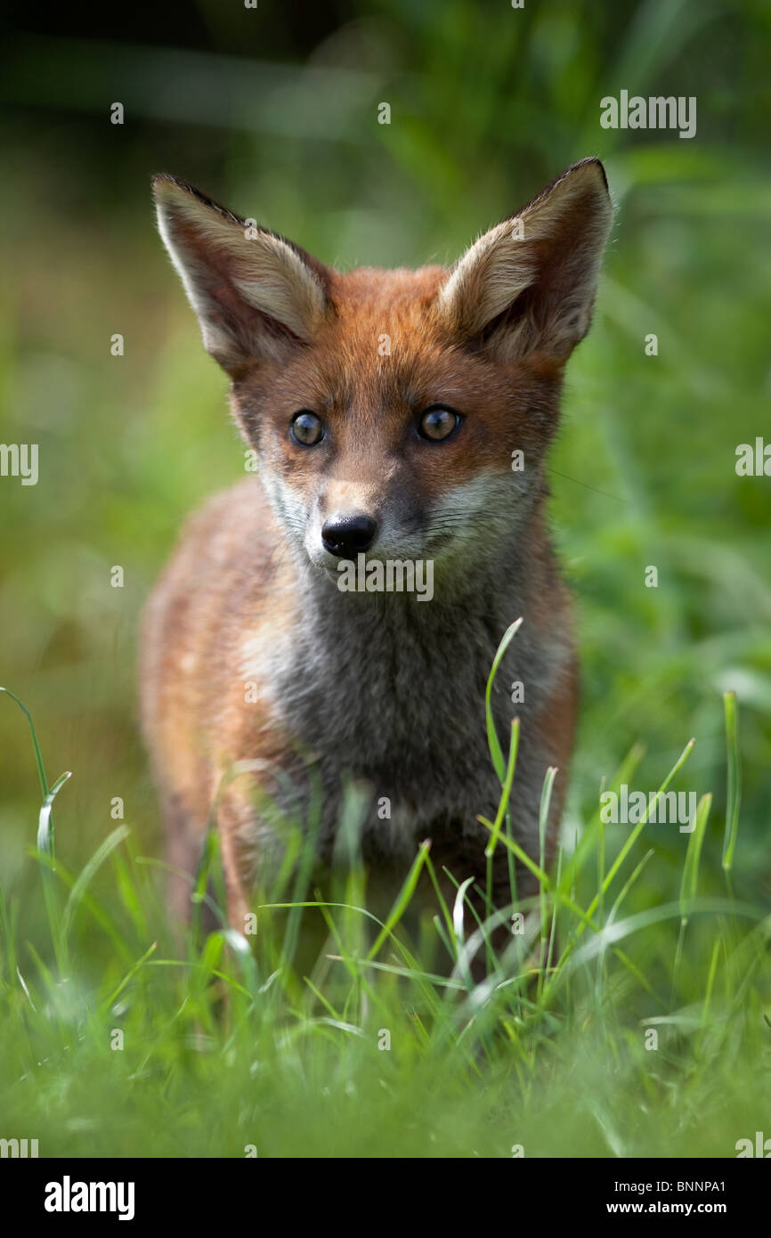 Red Fox Cub Vulpes vulpes (captive Stock Photo - Alamy