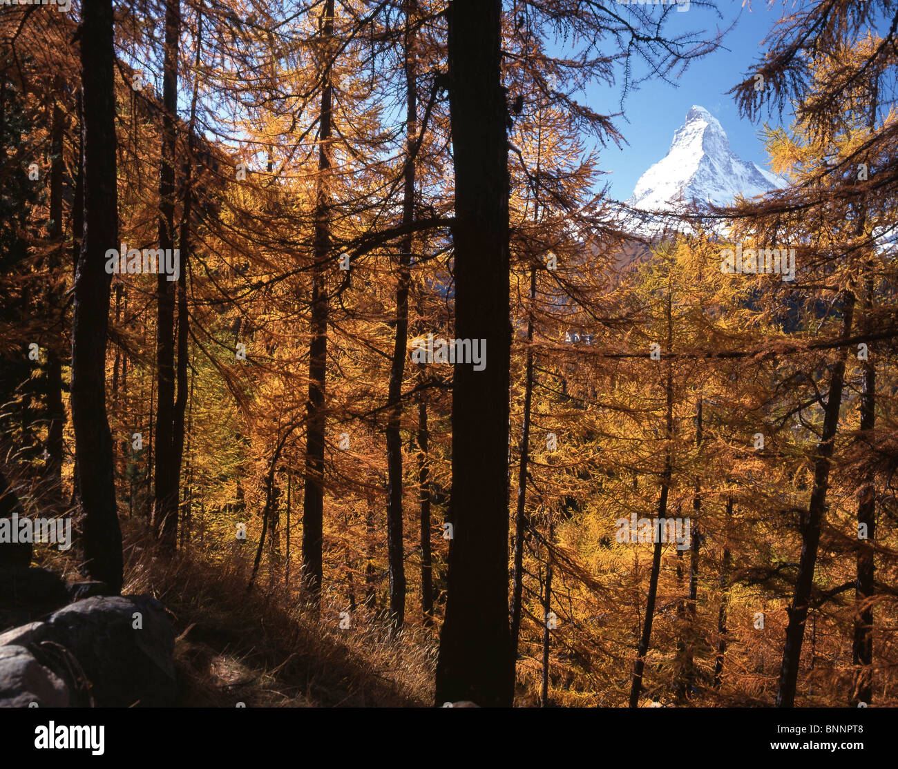 Matterhorn VS wood forest larch wood mountain canton Valais trees wood ...