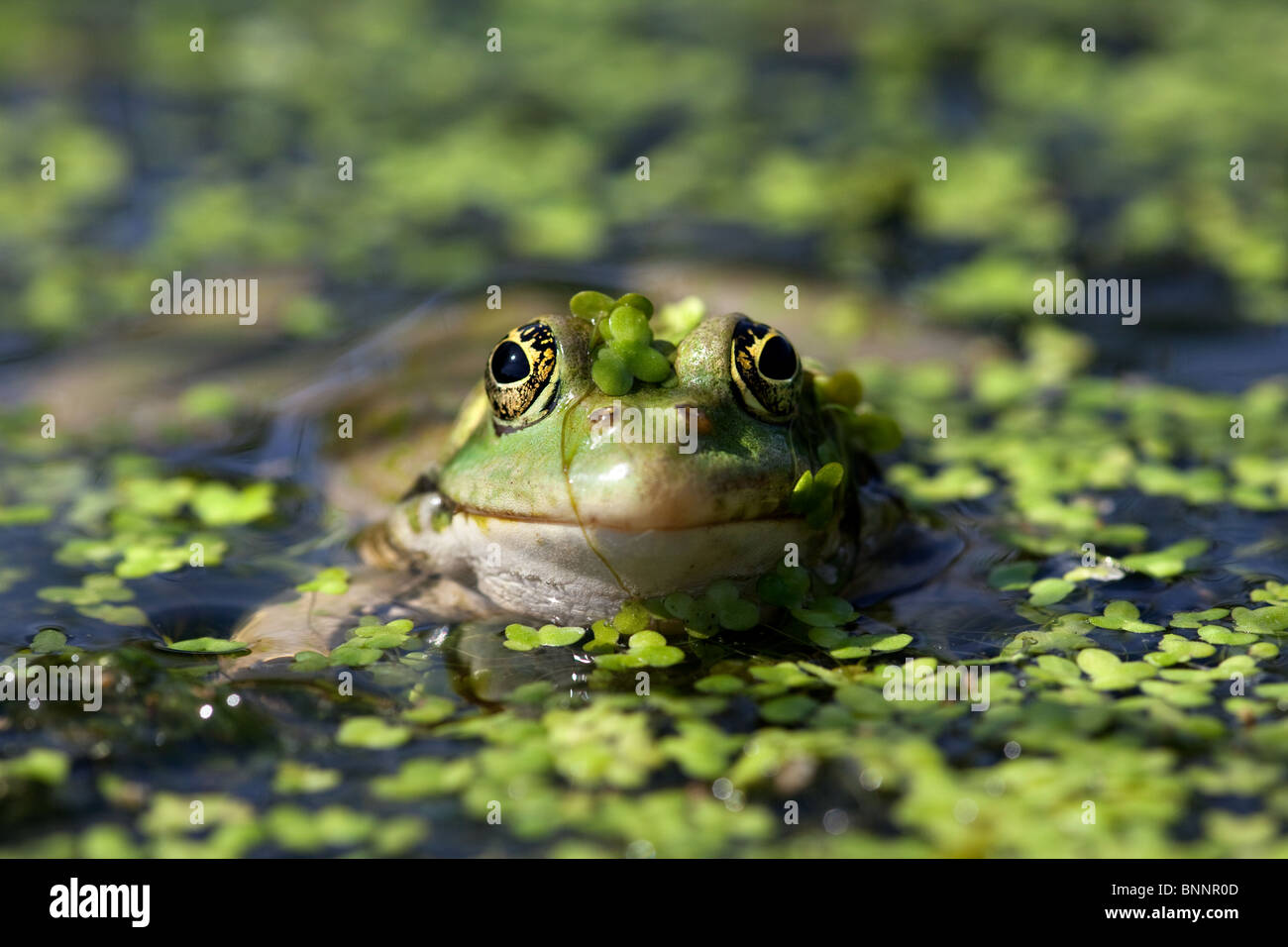 Front view of a Marsh Frog, UK. (captive Stock Photo - Alamy