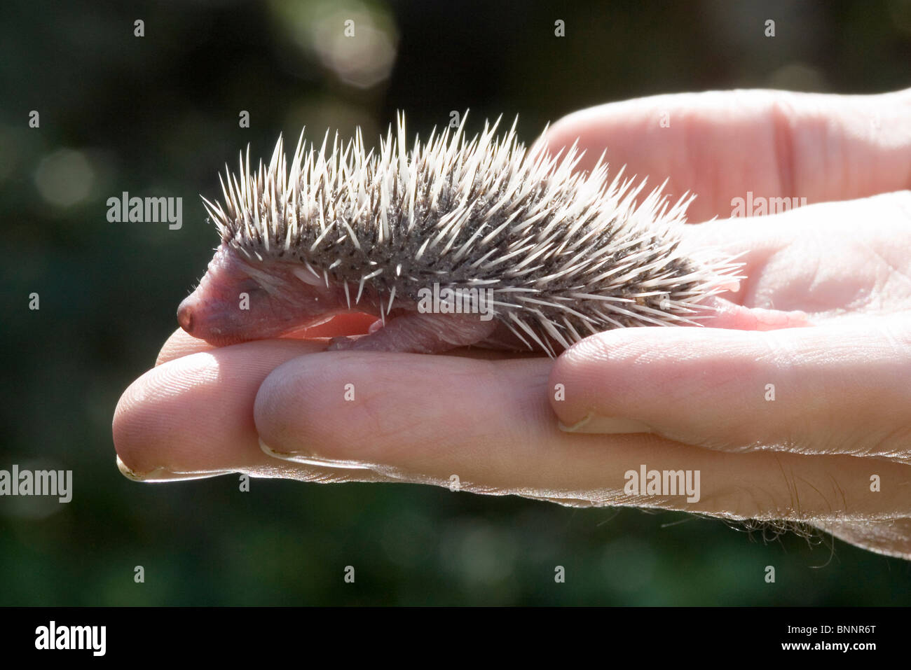 Hedgehogs Erinaceus europaeus young animal breeding breeding station ...